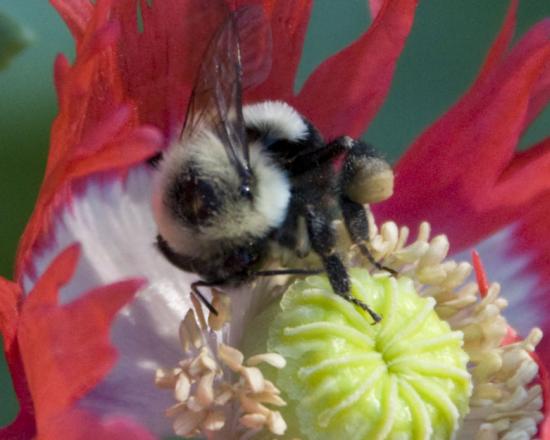 How the Garden Helps Pollinators | Chicago Botanic Garden