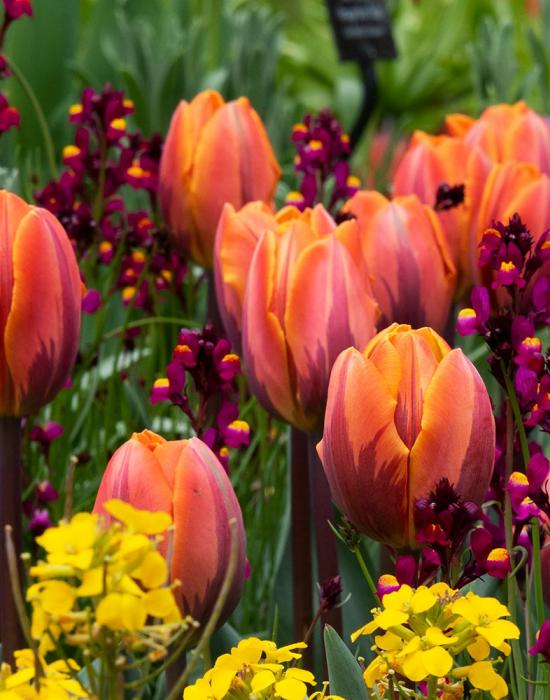 Chicago Botanic Garden