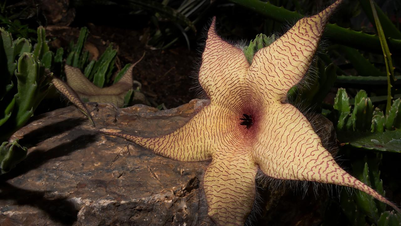 Spooky Plants Infographic | Chicago Botanic Garden