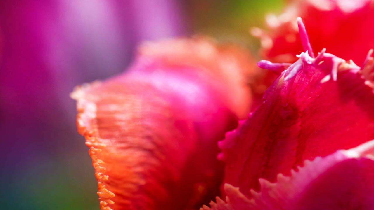 Love in Bloom | Chicago Botanic Garden