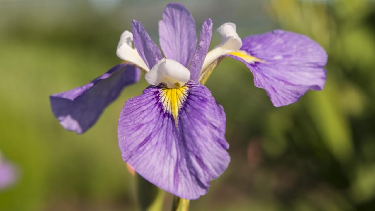 Banner Iris | Chicago Botanic Garden