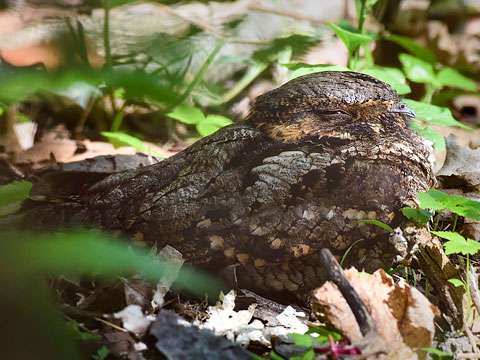 Whippoorwill | Chicago Botanic Garden