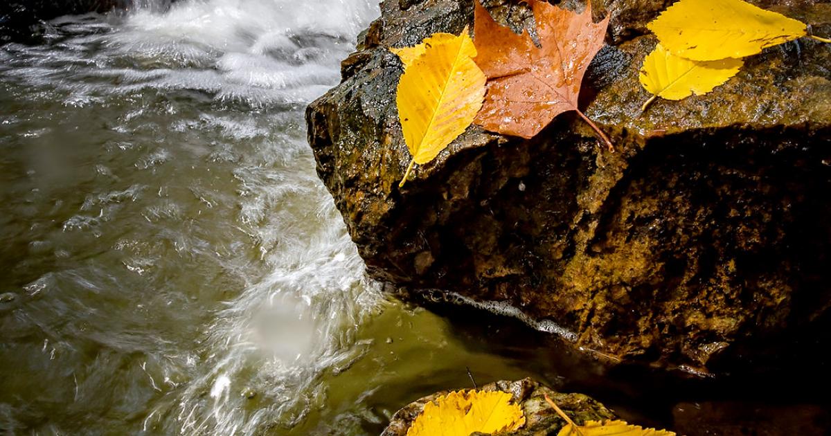 The Changing Climate | Chicago Botanic Garden
