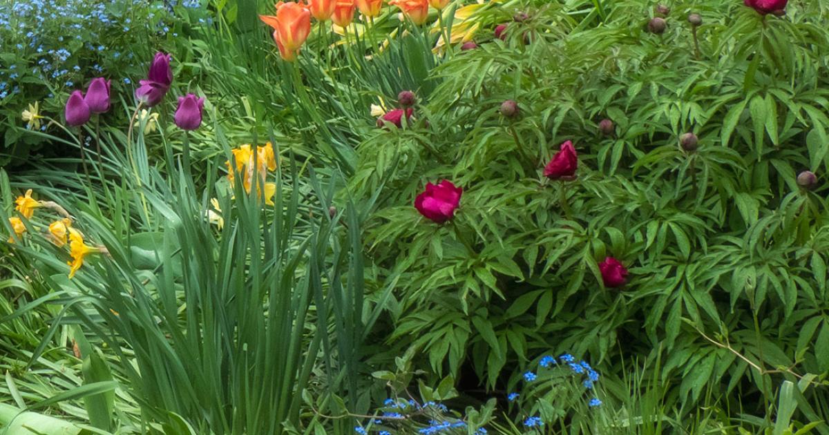 Dreaming of spring color | Chicago Botanic Garden