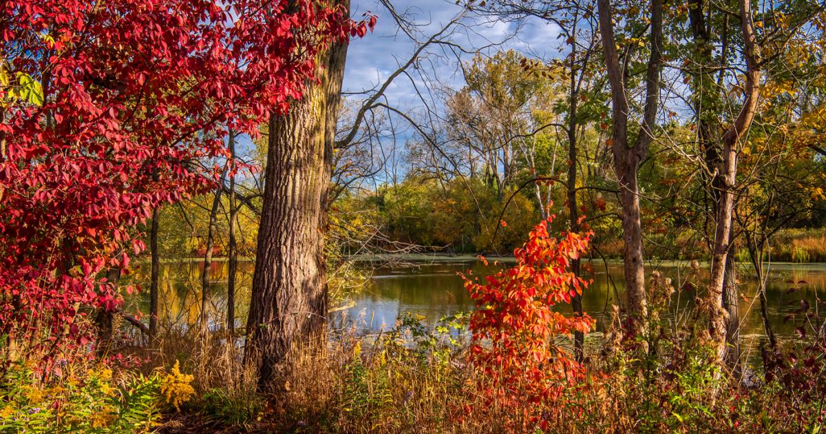 Loving Late Fall Color | Chicago Botanic Garden