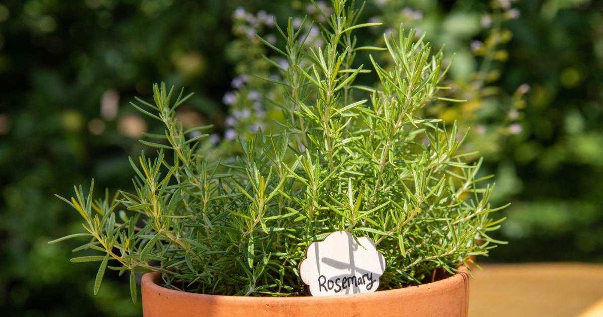 Ten Herbs to Start Growing | Chicago Botanic Garden