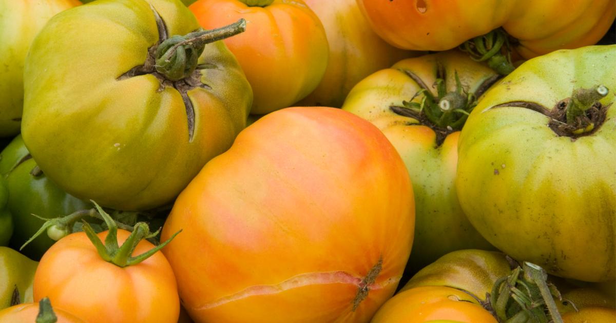 different coloured tomatoes