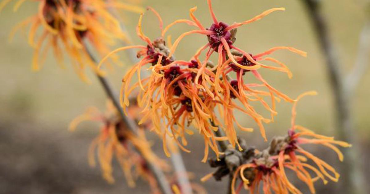 witch hazel small