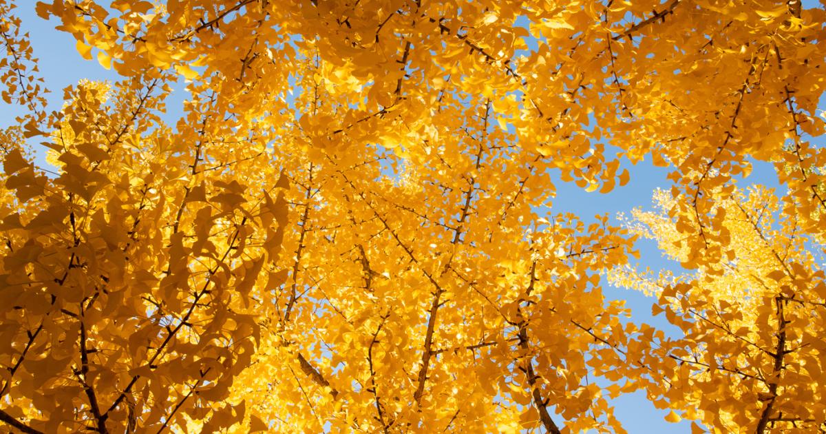 yellow leaves tree