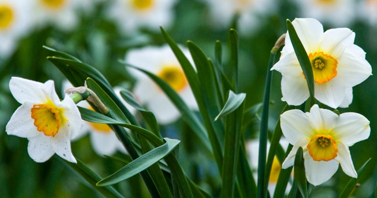 In Praise Of Mini Daffodils Chicago Botanic Garden