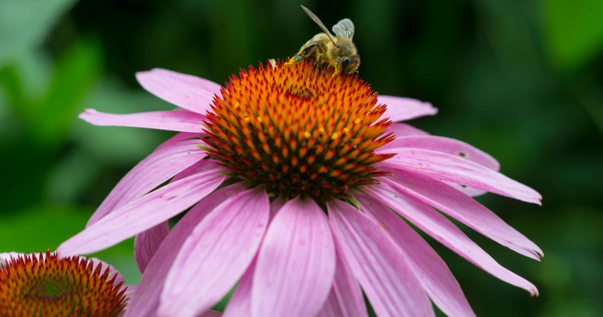 Plant a Pollinator Strip | Chicago Botanic Garden