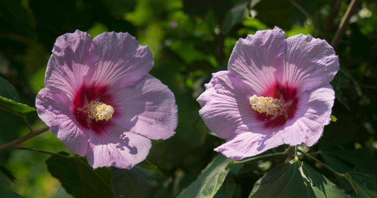 Underused Shrubs | Chicago Botanic Garden