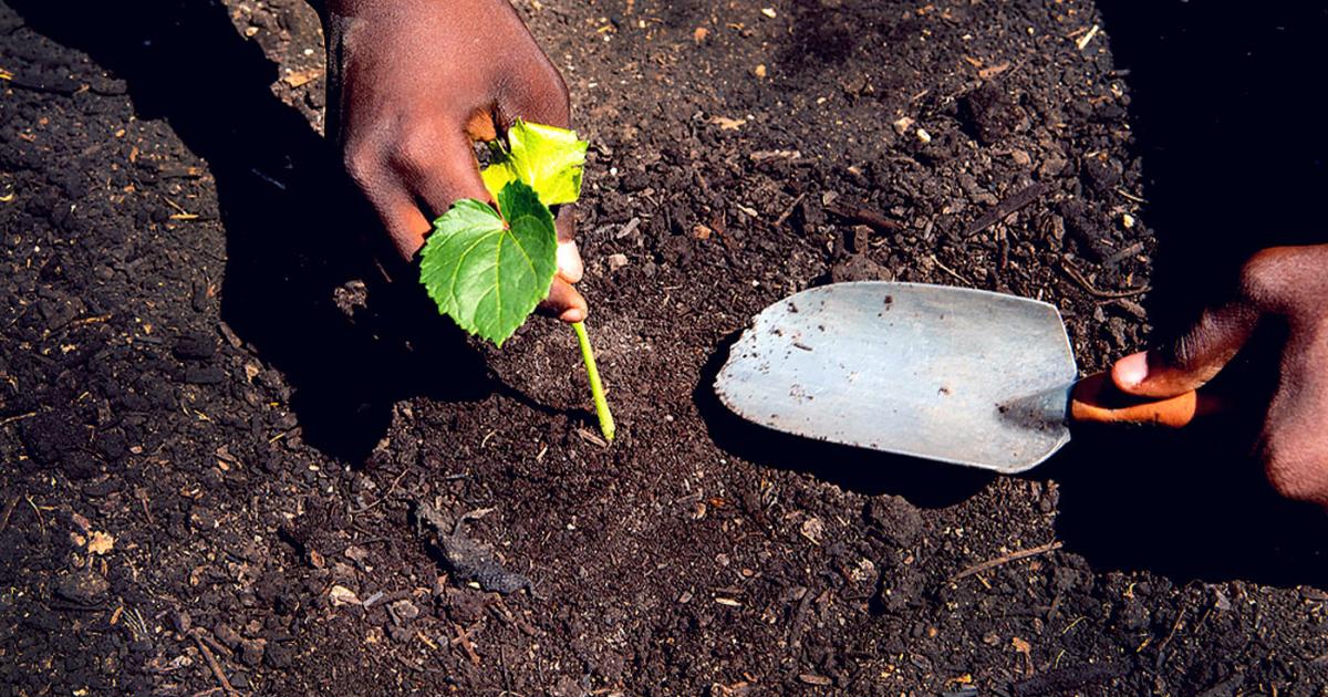 Garden Soil Care | Chicago Botanic Garden
