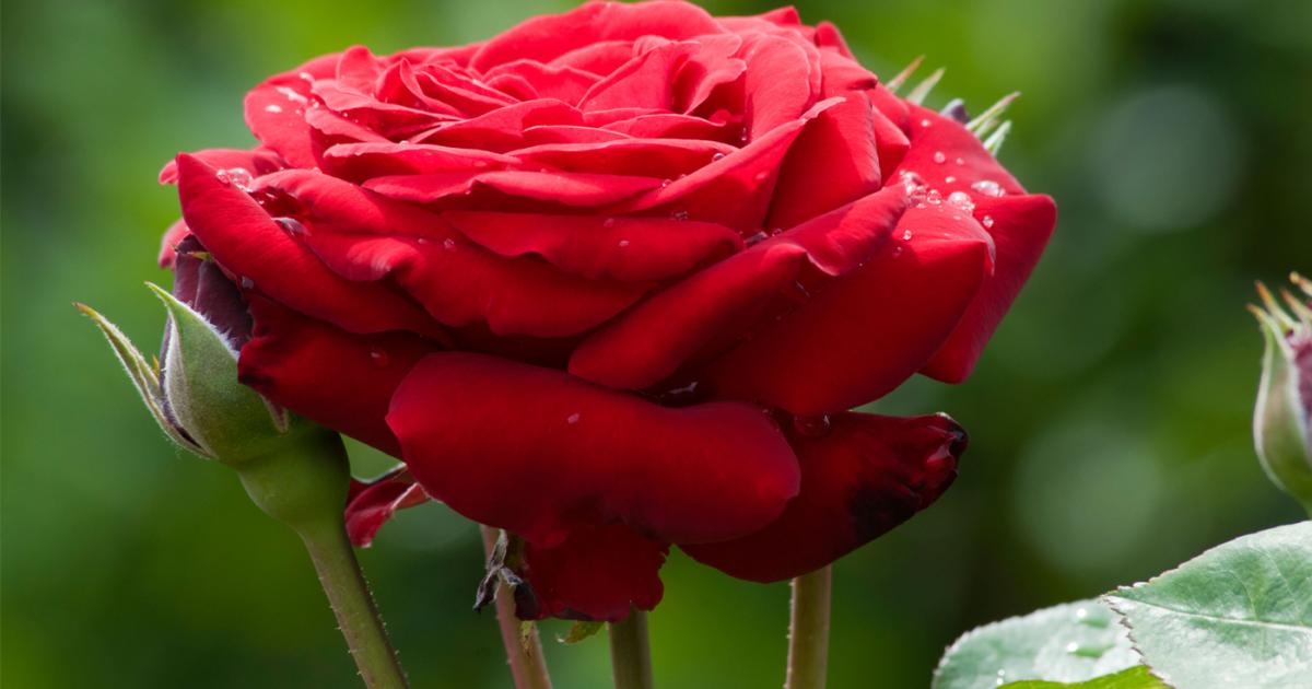 Pruning Mature Roses? | Chicago Botanic Garden