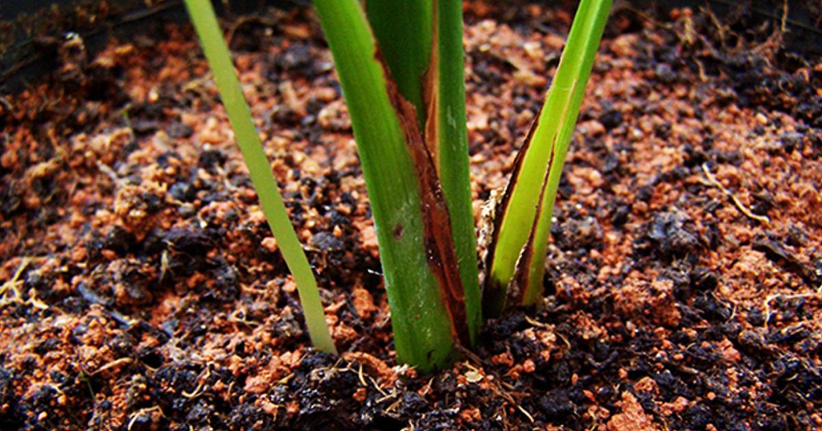 Building Your Soil, Part 2 | Chicago Botanic Garden