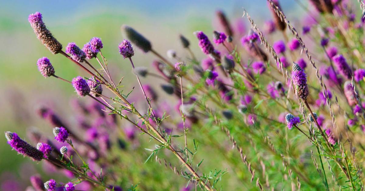 The Peak of the Prairie: Plants to Know and Grow | Chicago Botanic Garden
