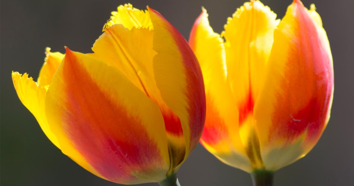 Thinking Ahead to Spring: Early Risers | Chicago Botanic Garden