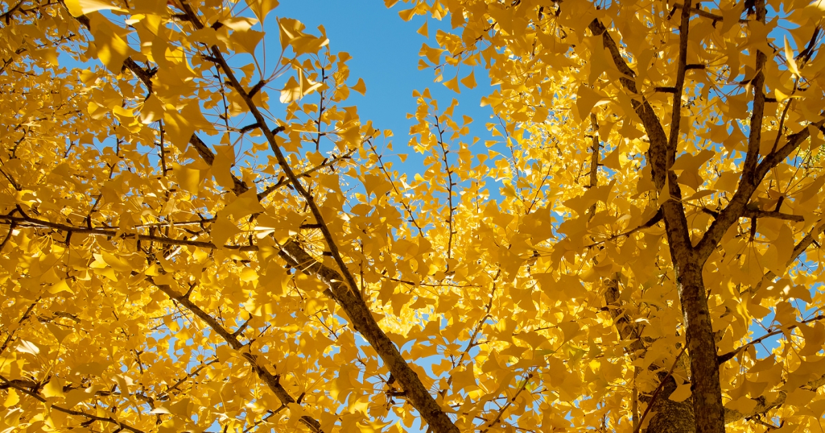 Using your fall leaves to help the environment | Chicago Botanic Garden