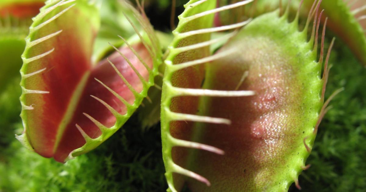 Scary plants from the Garden | Chicago Botanic Garden