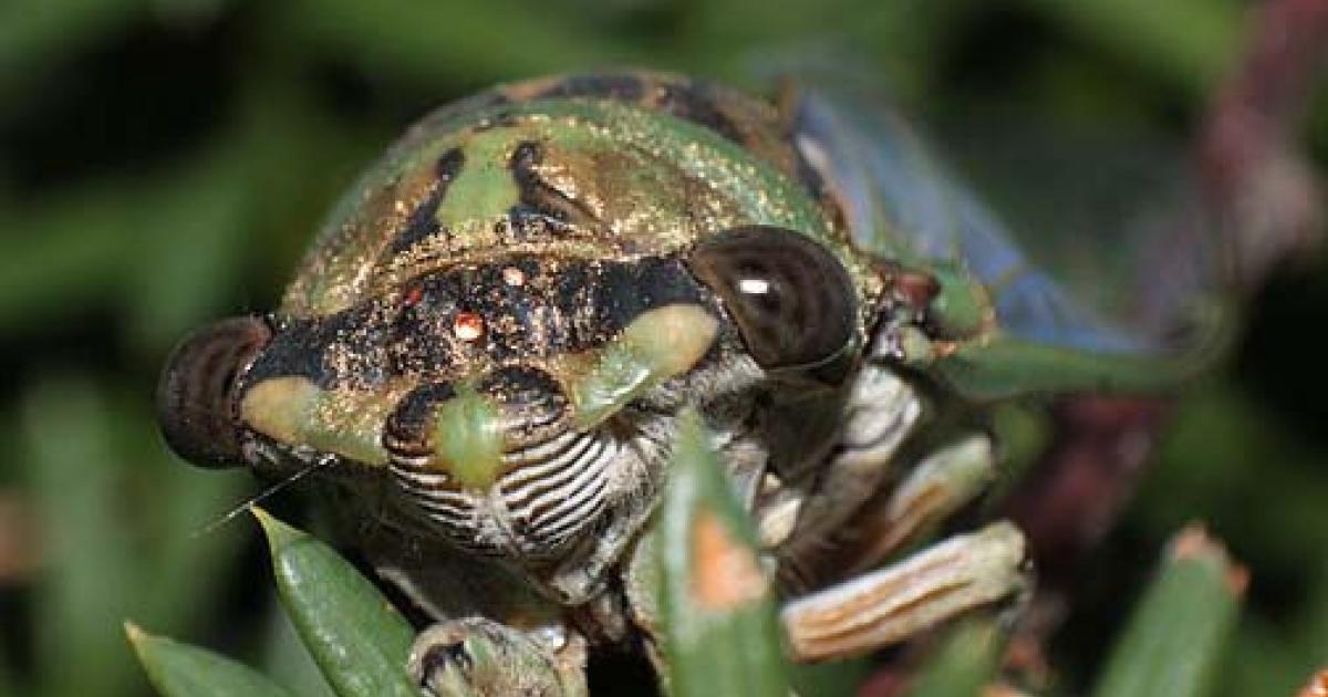 Cicadas by the Numbers | Chicago Botanic Garden