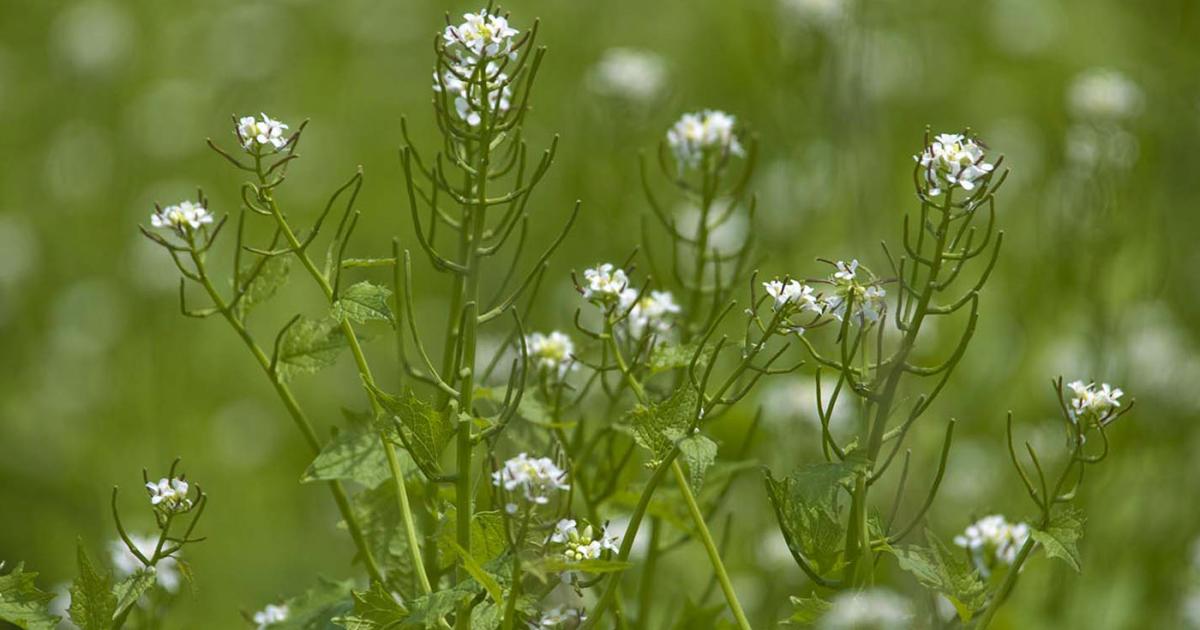 Invasive Species: Understanding the Impact, Repairing the Damage ...