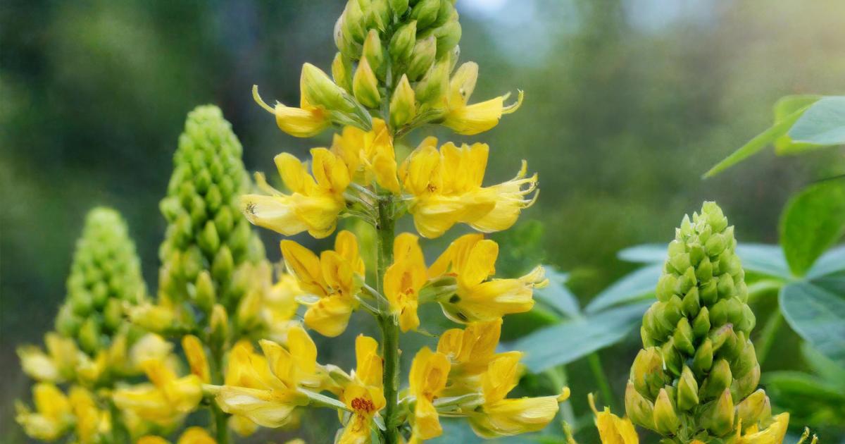 Yellow Wild Indigo | Chicago Botanic Garden