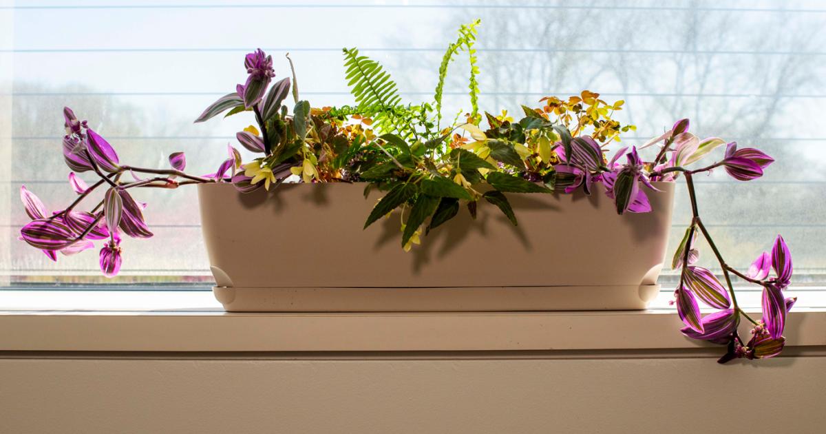 An Easy Recipe for Stunning Window Boxes | Chicago Botanic Garden