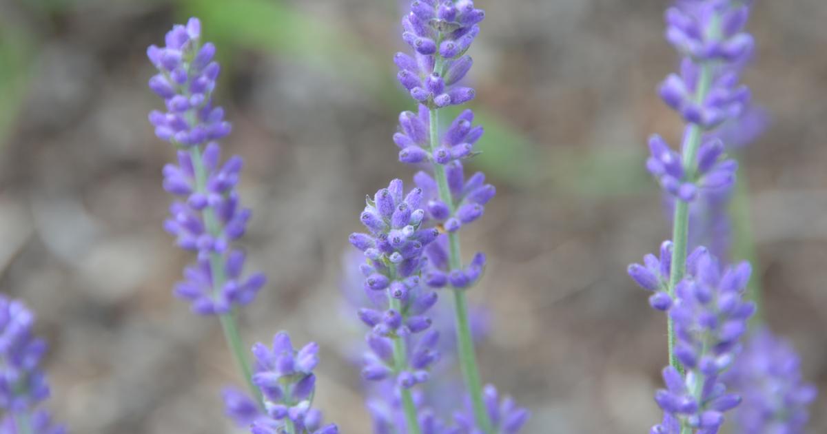 Lavender Varieties for the Midwest | Chicago Botanic Garden
