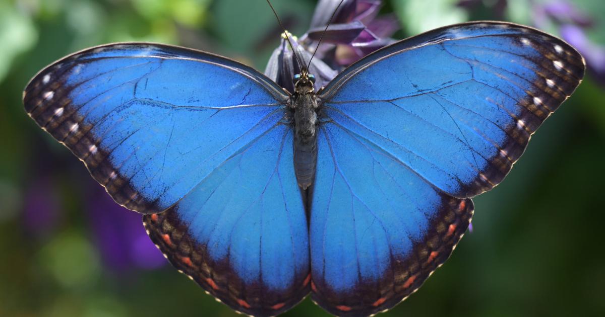 blue morpho butterfly coral island