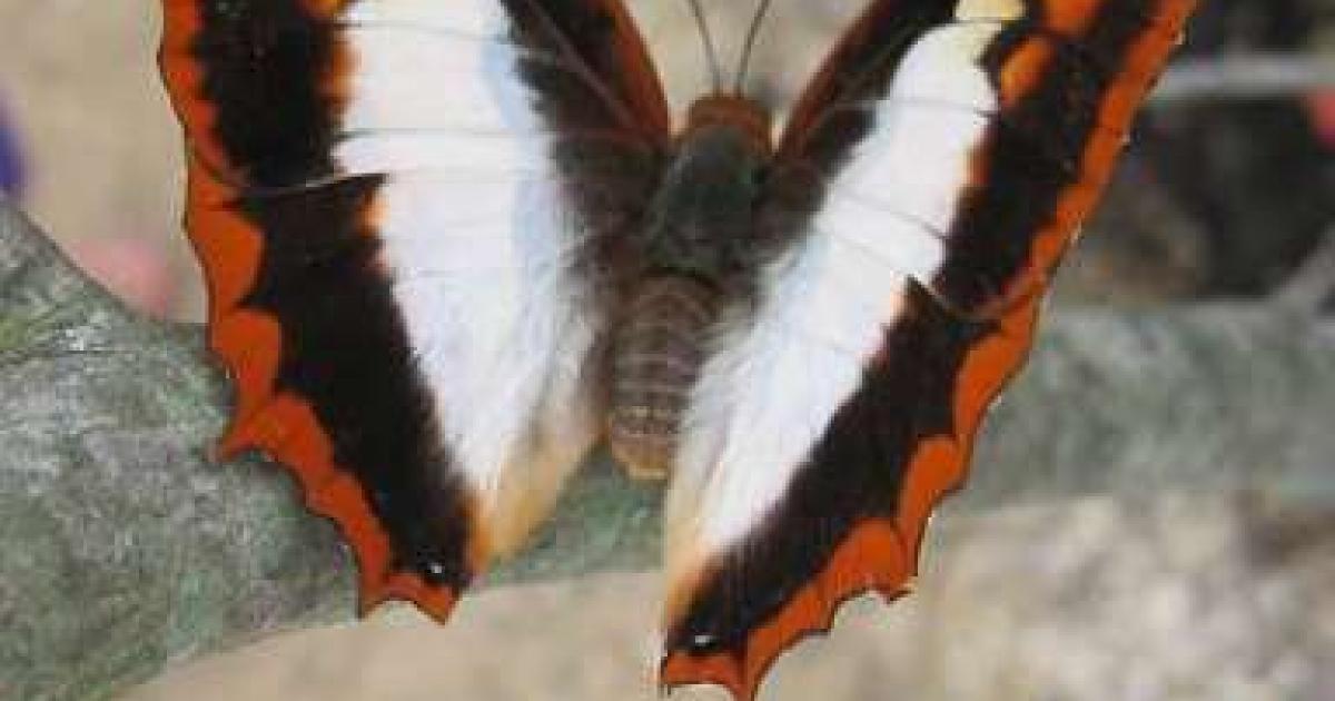 Flame-bordered Charaxes | Chicago Botanic Garden