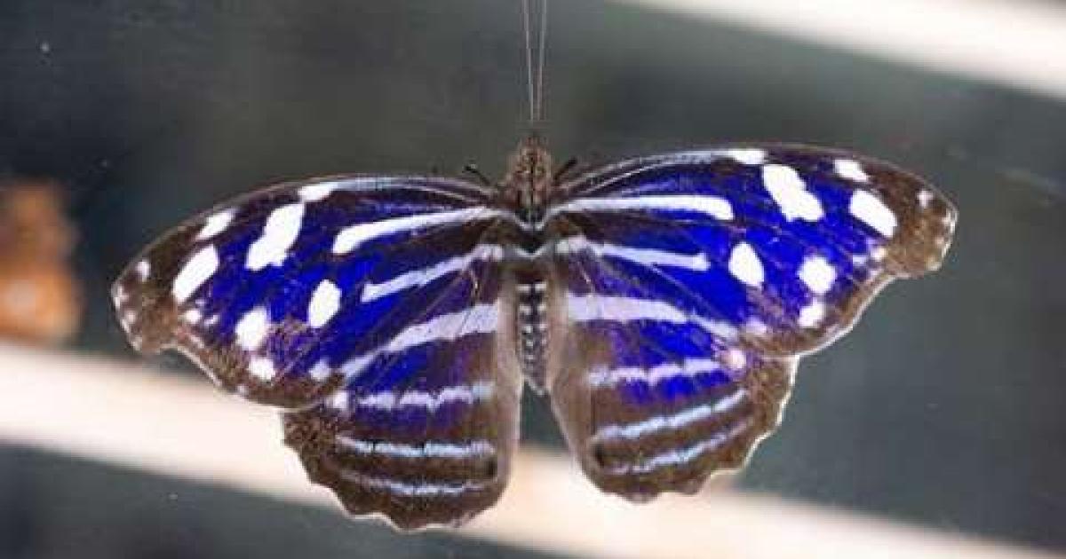 Whitened Bluewing | Chicago Botanic Garden