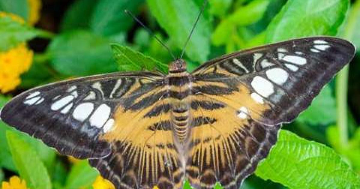 Clipper | Chicago Botanic Garden