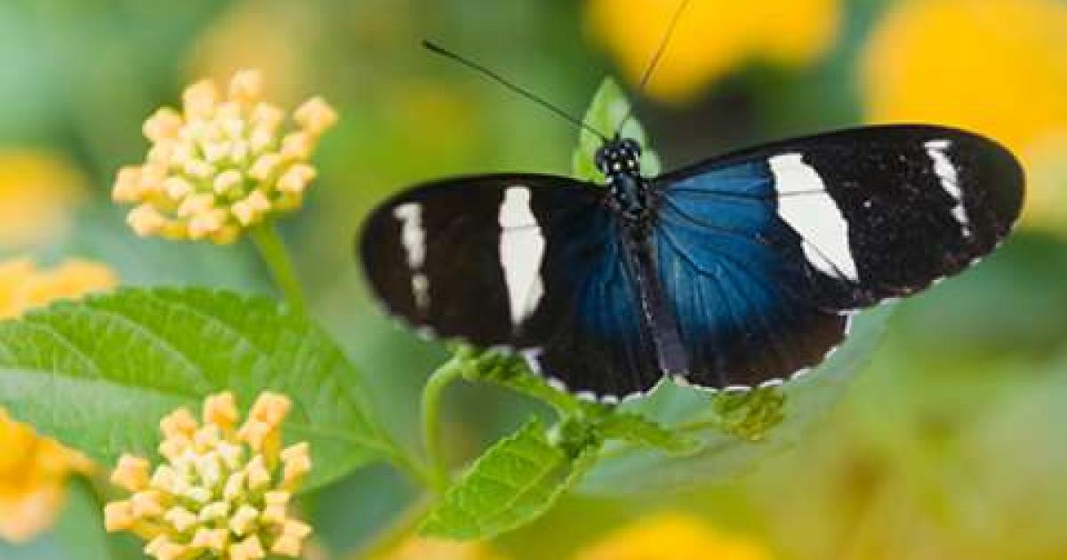 Sara Longwing | Chicago Botanic Garden