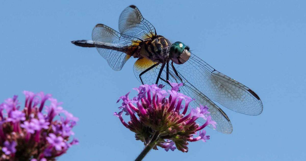 Five Bug-tastic Activities to Spark Curiosity and Fun | Chicago Botanic ...