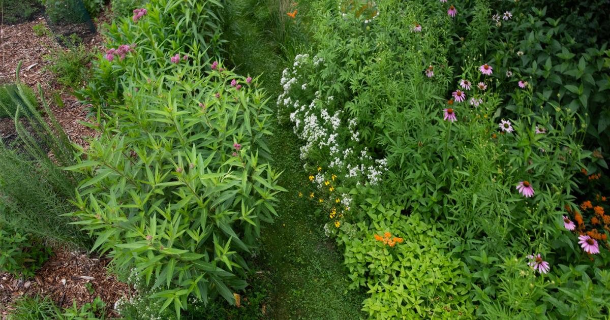 Rewilding Our Suburban Lawn | Chicago Botanic Garden