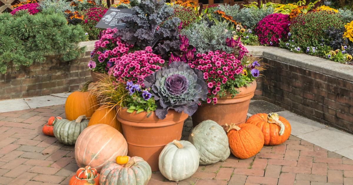 Beyond the mum | Chicago Botanic Garden