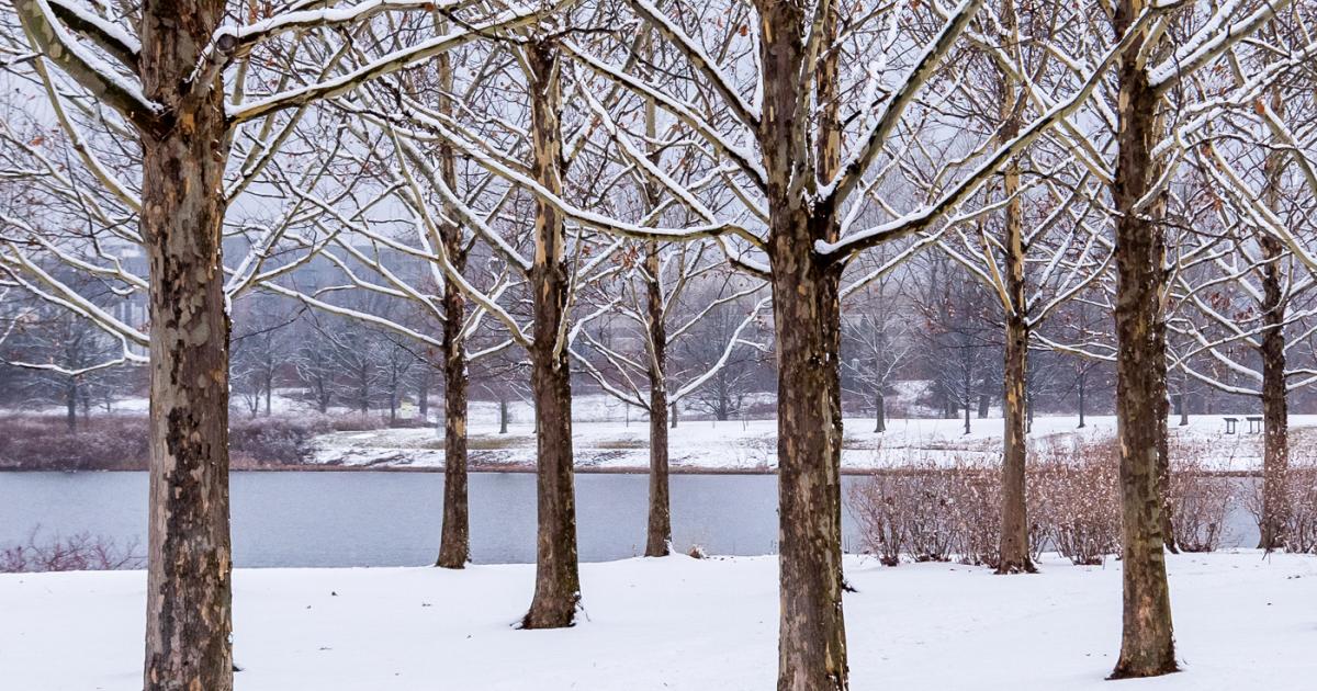 winter tree description