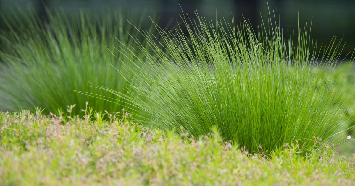 Prairie Dropseed | Chicago Botanic Garden