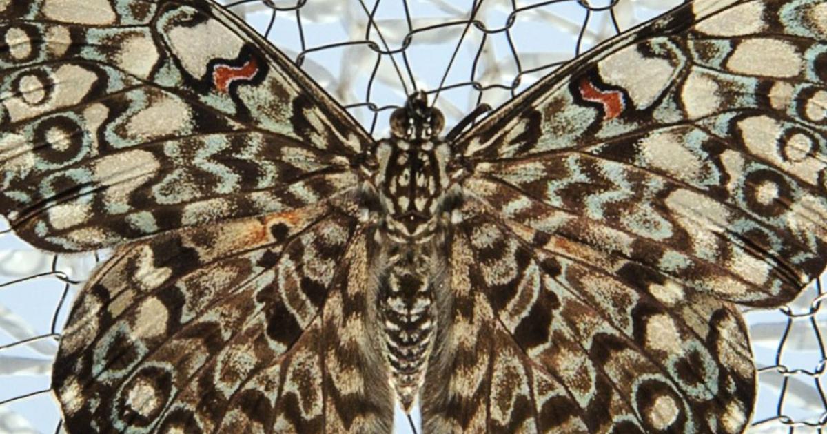 The Superpowers of Butterflies: Ultraviolet Communication | Chicago ...