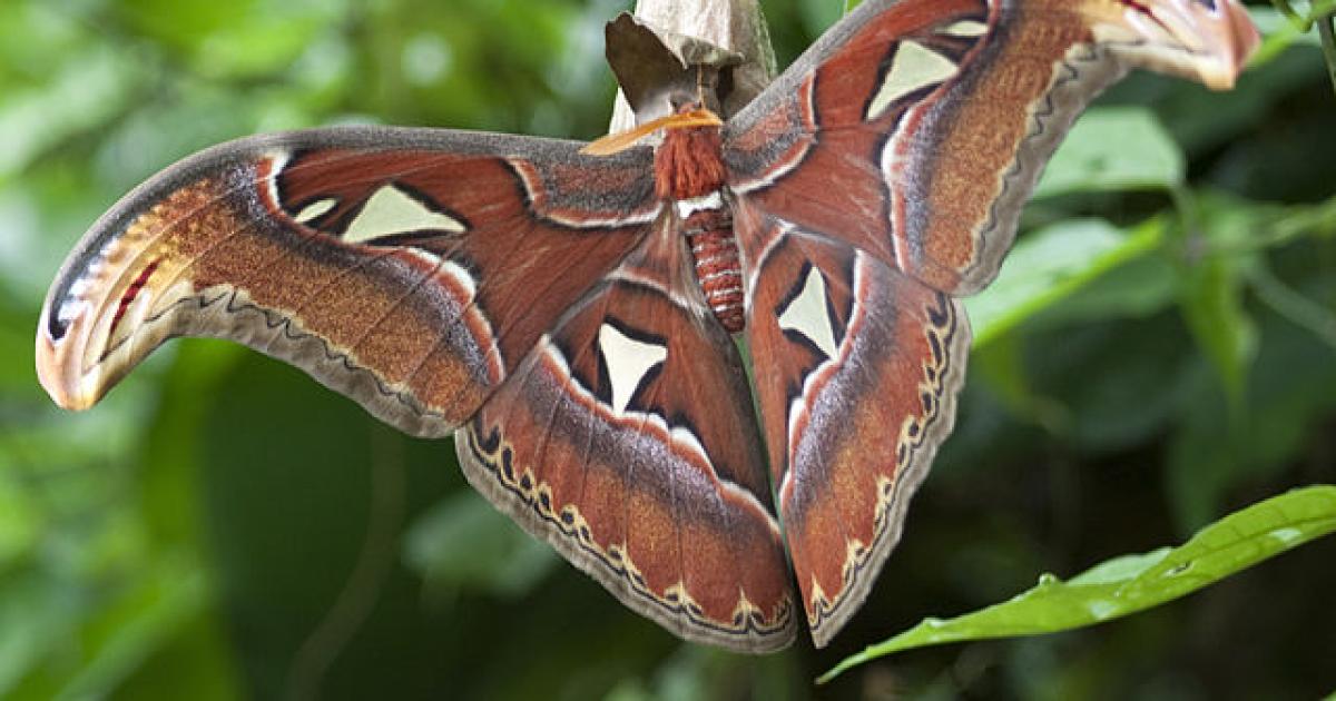 Atlas Moths & African Moon Moths Are Here | Chicago Botanic Garden