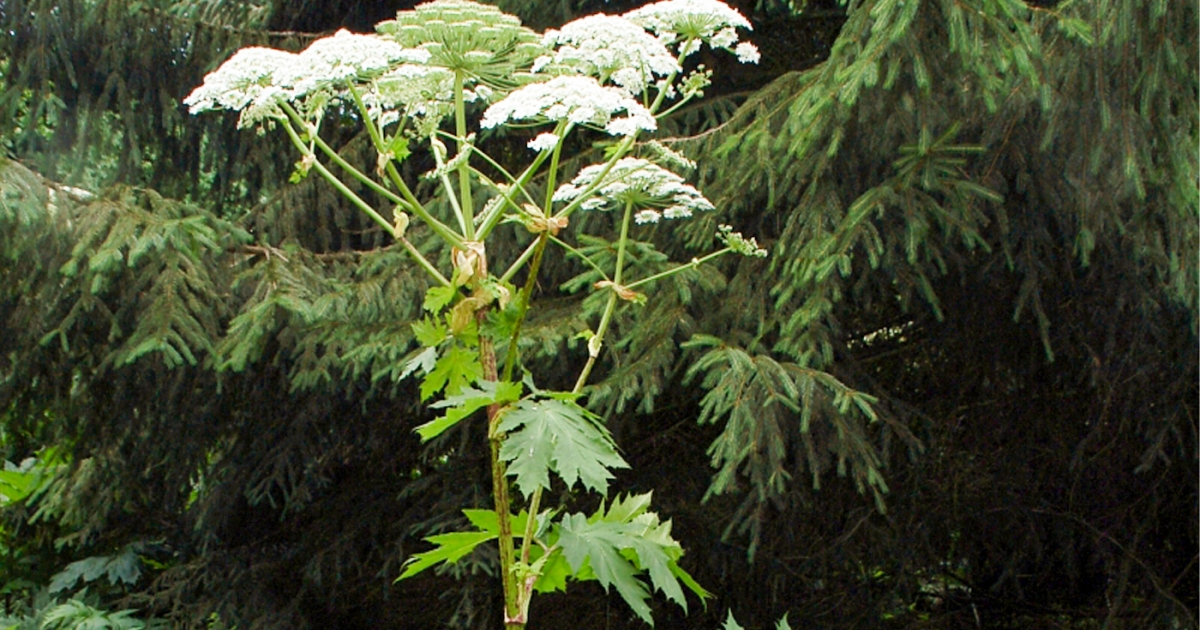 Giant Hogweed | Chicago Botanic Garden