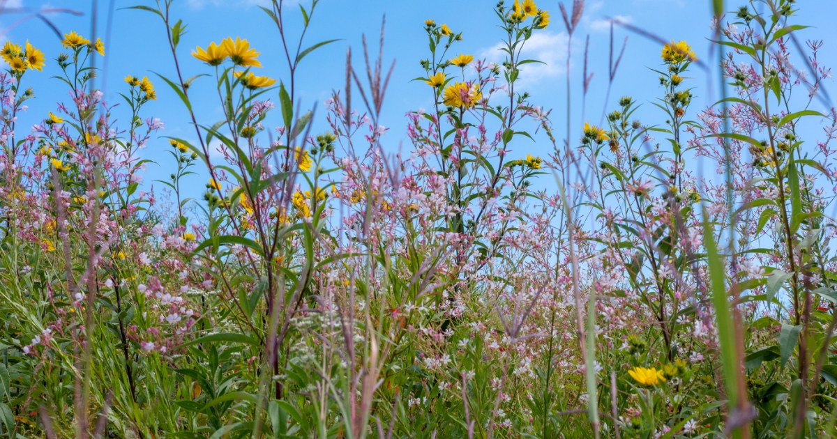 The Mating Scene for Prairie Plants | Chicago Botanic Garden