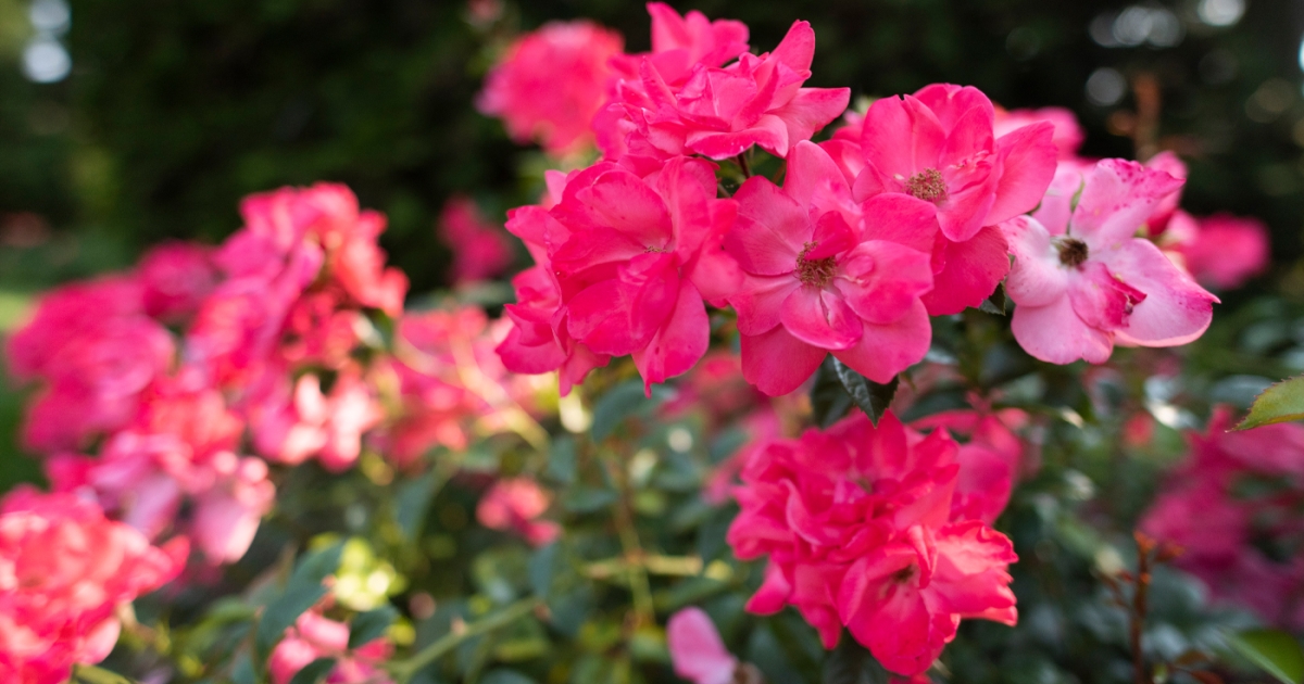 Roses Care Checklist | Chicago Botanic Garden