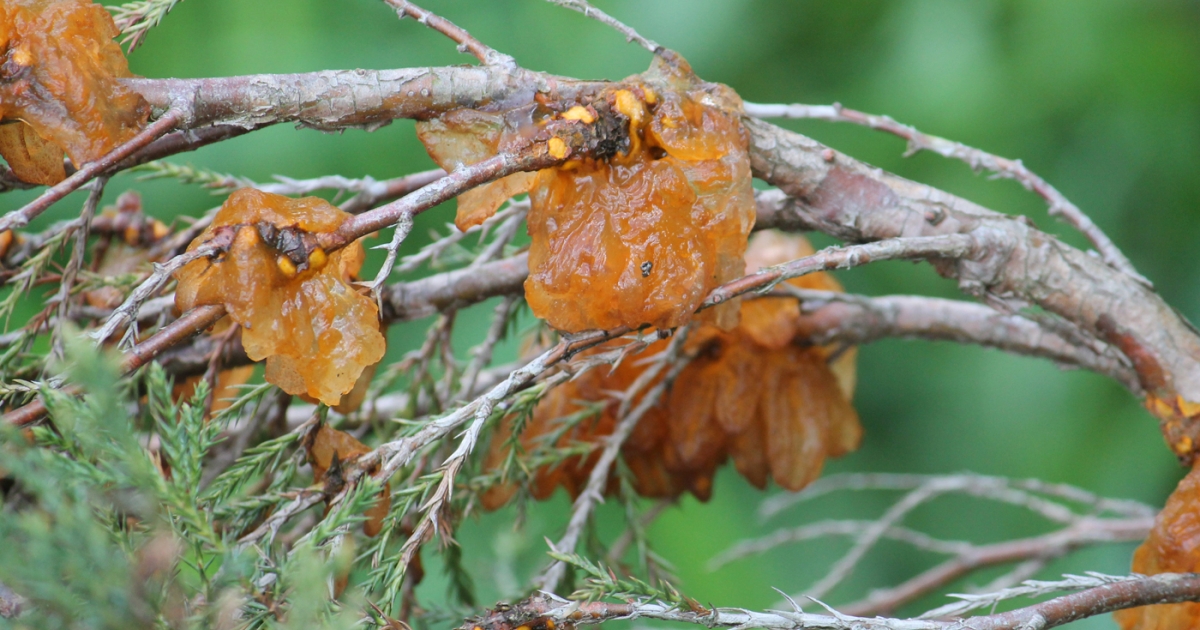 Cedar-Apple, Cedar-Hawthorn & Cedar-Quince Rust | Chicago Botanic Garden
