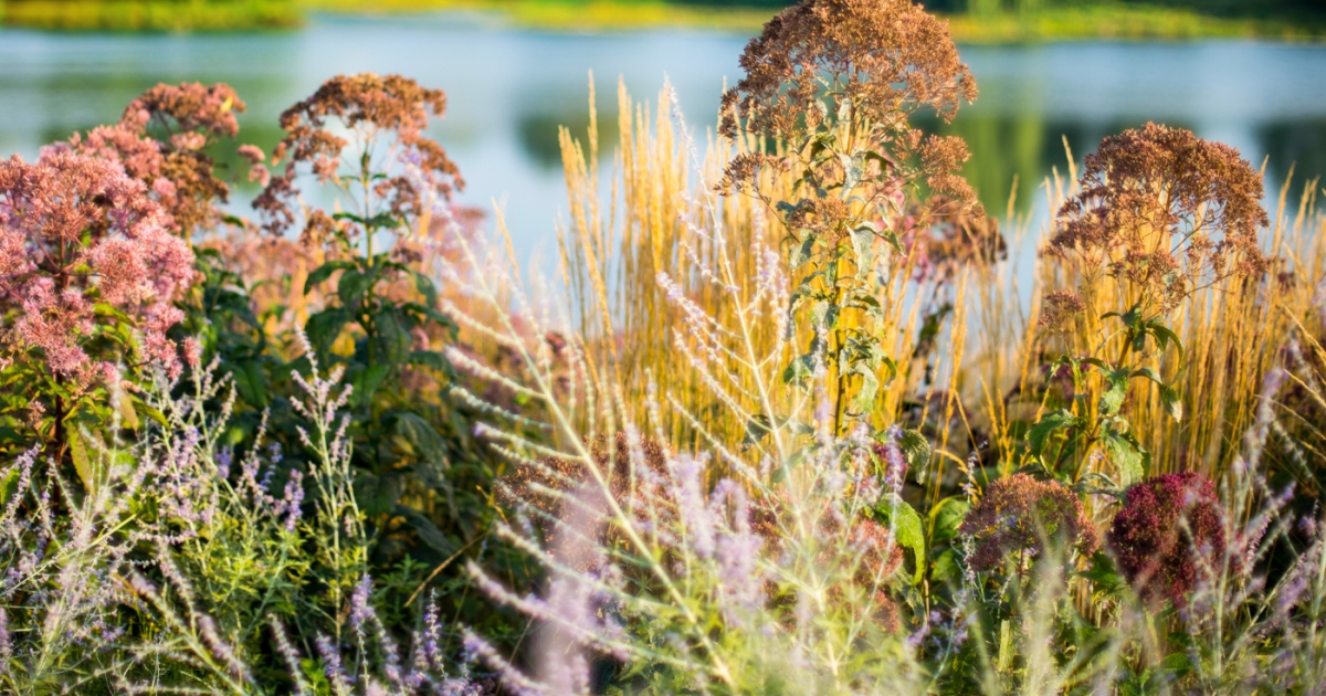 Meadow Makers | Chicago Botanic Garden