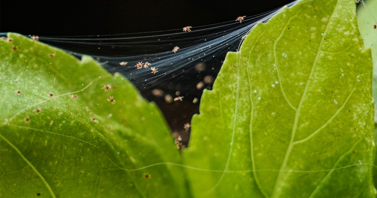 Spider Mites | Chicago Botanic Garden