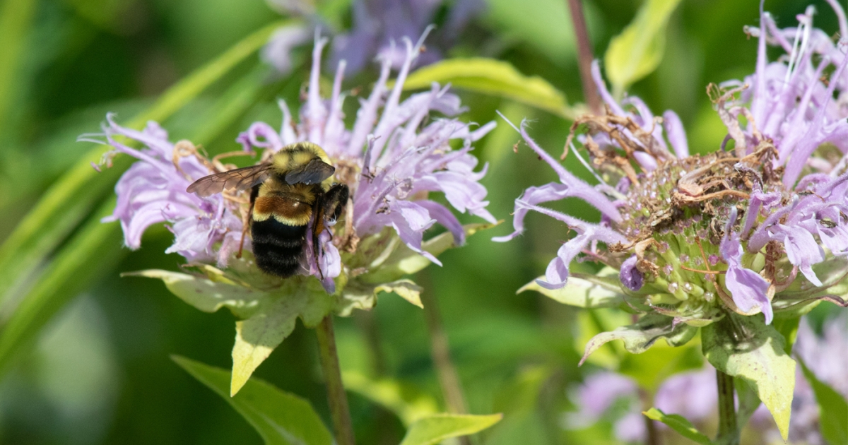 Gardening for Native Bees | Chicago Botanic Garden