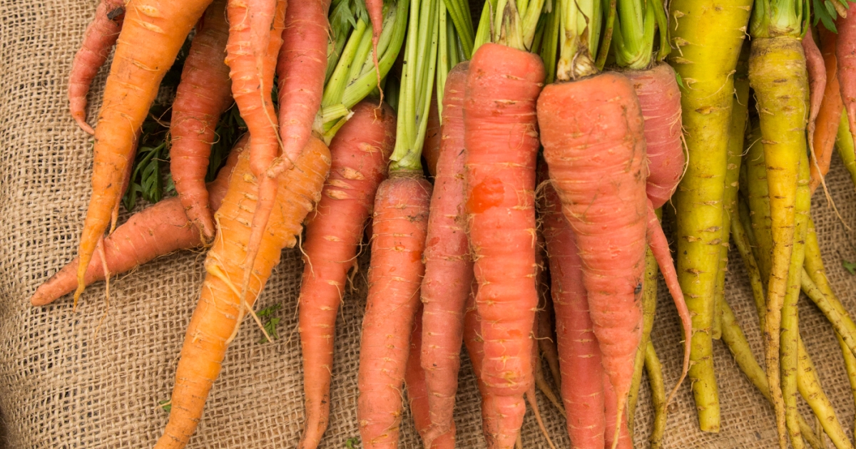 Glazed Heirloom Carrots with Harissa, Coriander, and Feta-Yogurt Sauce | Chicago Botanic Garden