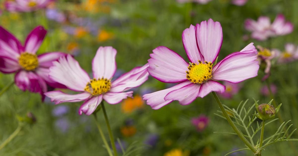July Banner | Chicago Botanic Garden