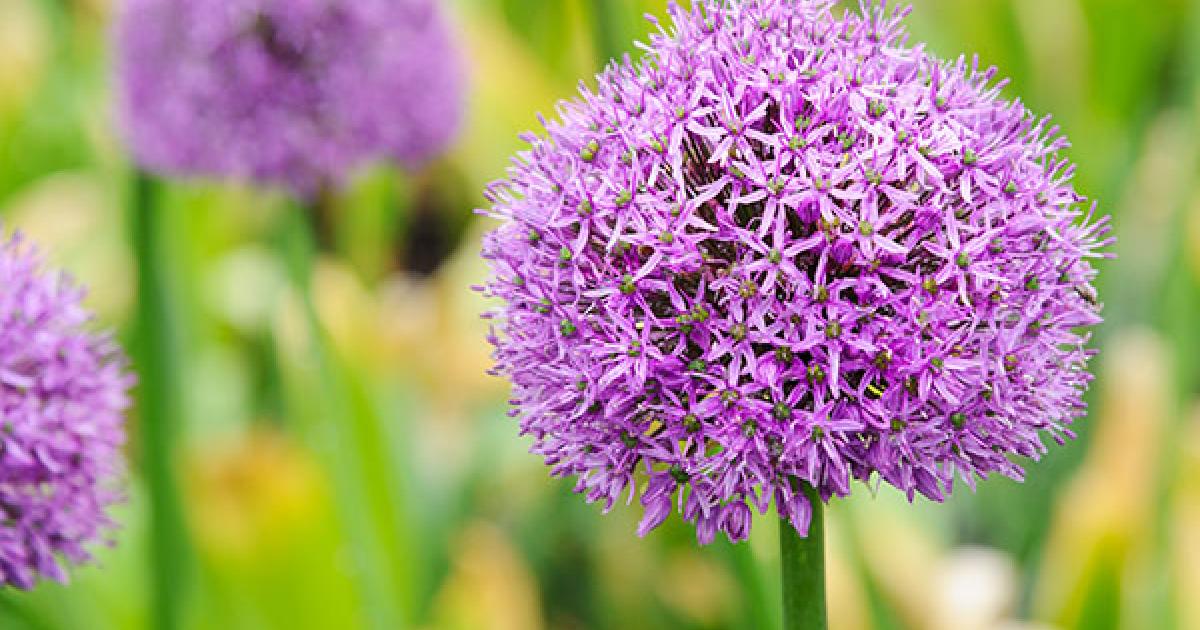 Alliums | Chicago Botanic Garden